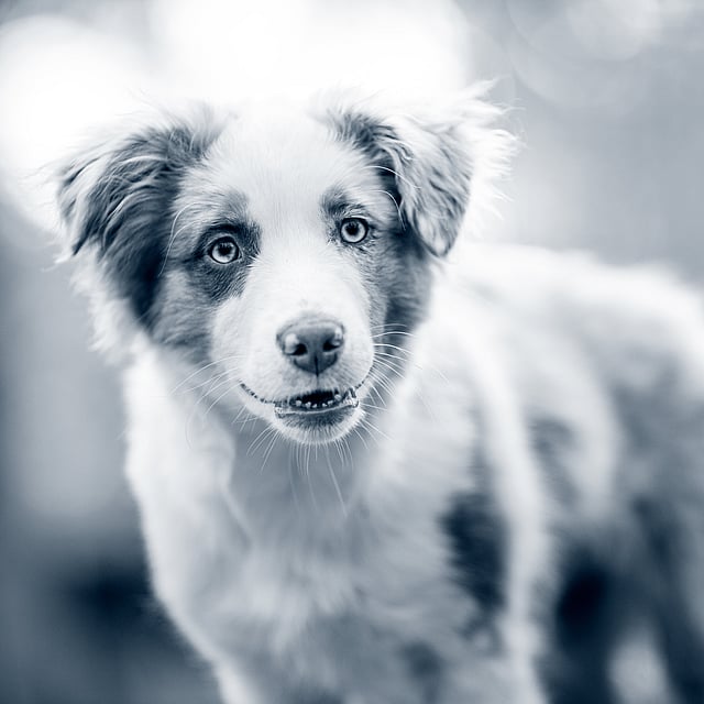 Wat is ruilen met je pup en hoe leer je dit aan? | AniCura Nederland